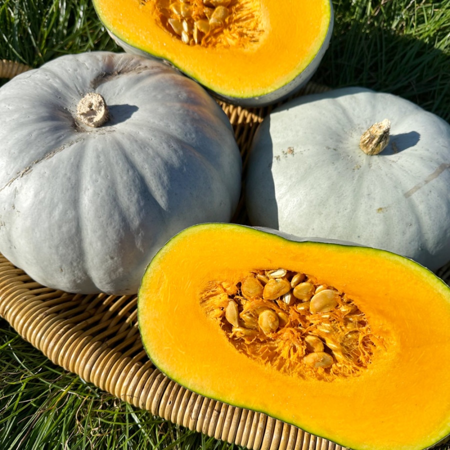 Buy Squash Seeds, Proven UK growers.