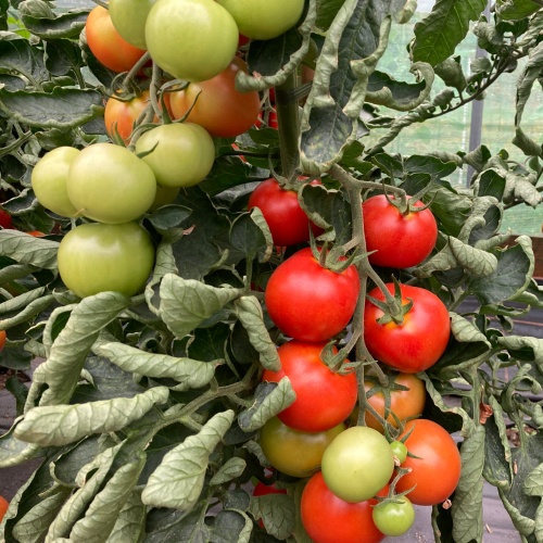 Buy Tomato Seeds - 75 of the Best Varieties in stock