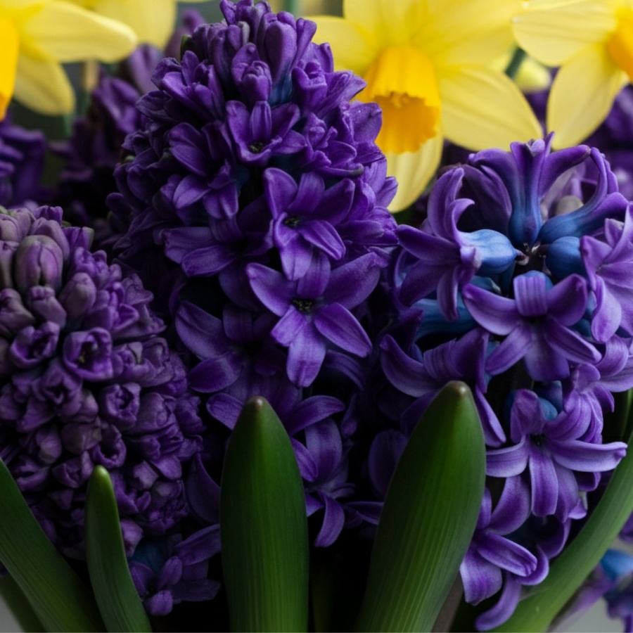 Hyacinth Bulbs