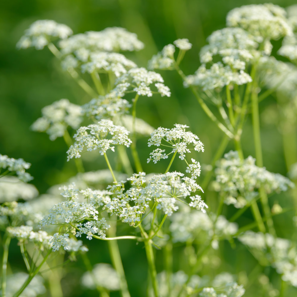 Anise Seeds for Growing | Premium Culinary Herb Seeds for Gardeners
