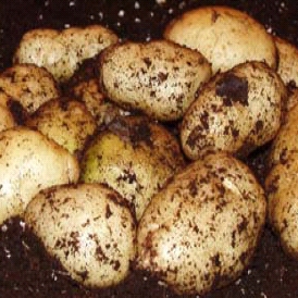 1kg Arran Pilot Seed Potatoes - First Early