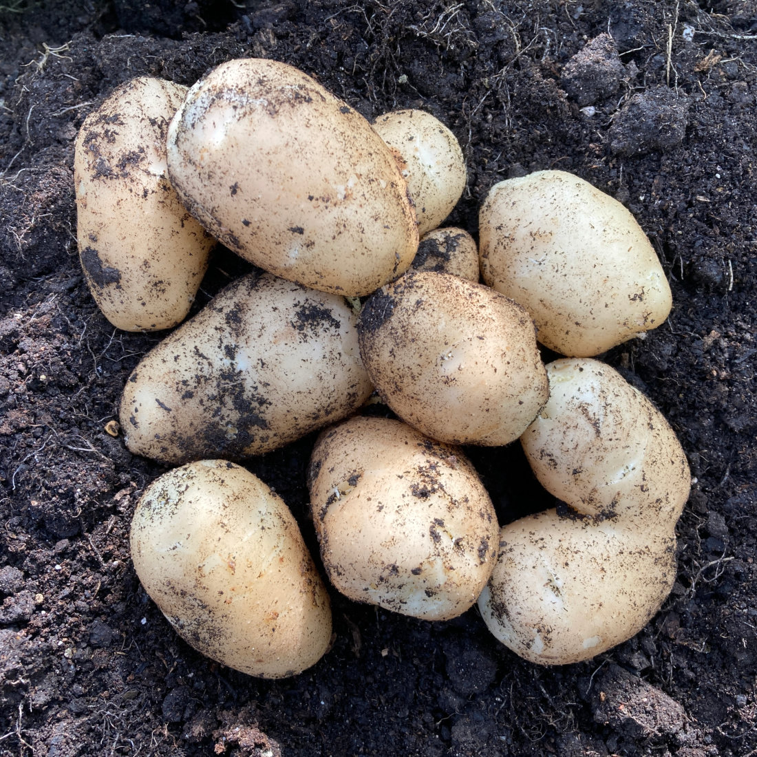 Arran Pilot Seed Potatoes First Early Salad Variety for High Yields