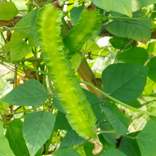 Asparagus Pea Seeds for Growing Fresh Edible Pods in the Vegetable Garden