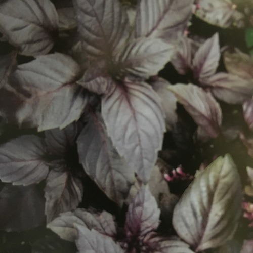 Basil Seeds Dark Red Opal Herb Seeds for Colourful Culinary Use