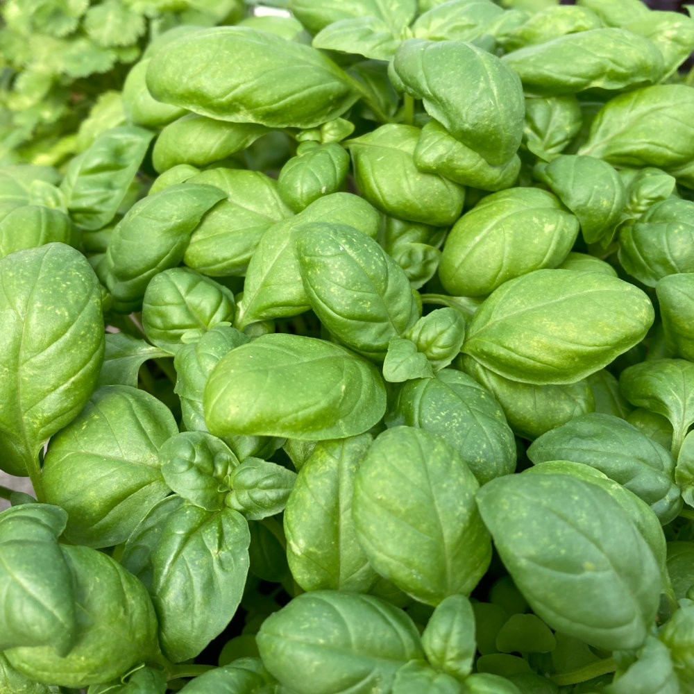 Basil Seeds Sweet Genovese Premium Herb Seeds for Kitchen Garden