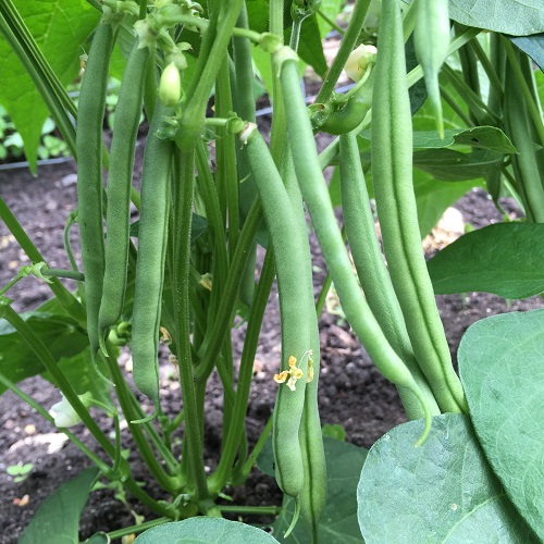 French Bean Seeds Tendergreen