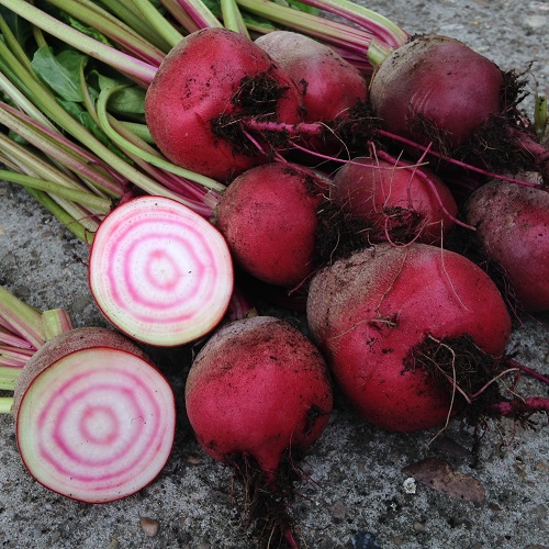 Beetroot Chioggia Seeds Candy Stripe Heritage Variety for Vegetable Gardens