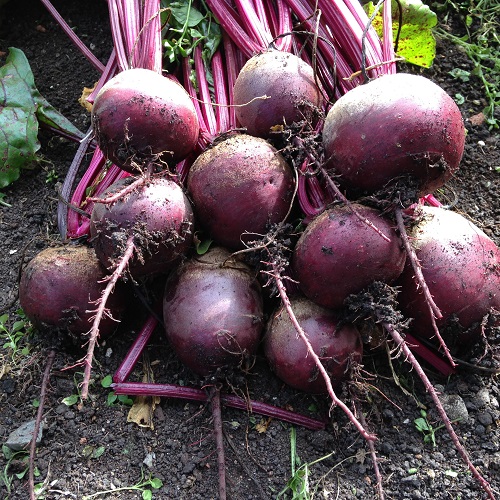 SimplySeed Beetroot Seed Pablo, Beetroot Seeds, Easy to Grow – Veg Seed ...