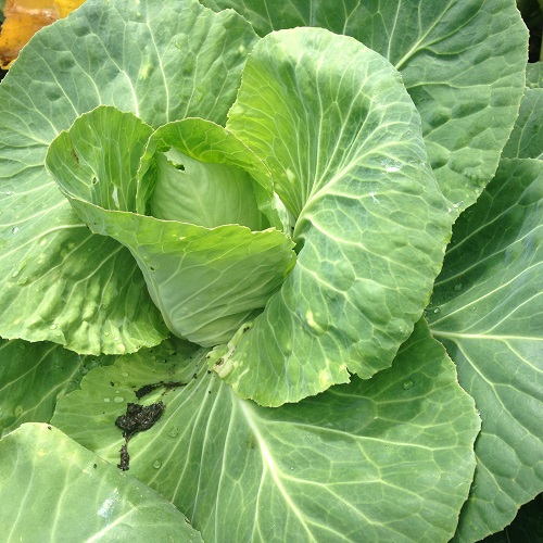 Pointed Cabbage Seeds Regency