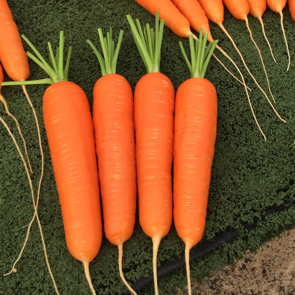 Carrot Octavo Seeds Maincrop High Yield Vegetable Seeds for Growing