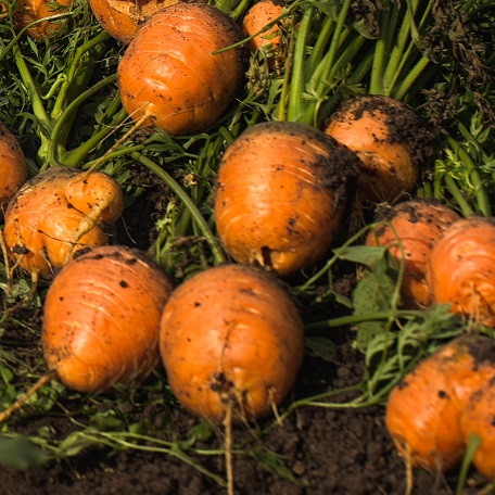 Carrot Paris Market Atlas Seeds Round Heirloom Early Crop Vegetable