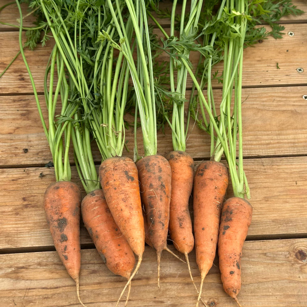 Carrot Chatenay Red Core Seeds Maincrop Short Root High Yield