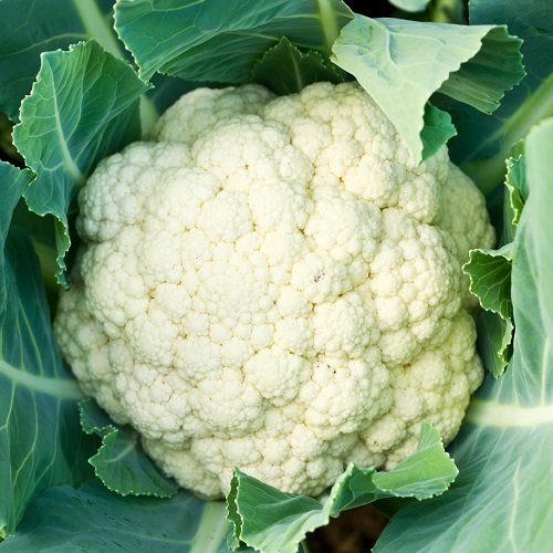 Cauliflower Clapton Seeds Clubroot Resistant Late Summer Harvest