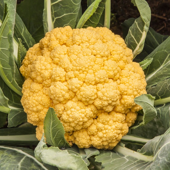 Cauliflower Sunset Seeds Vegetable Variety for Early Harvests