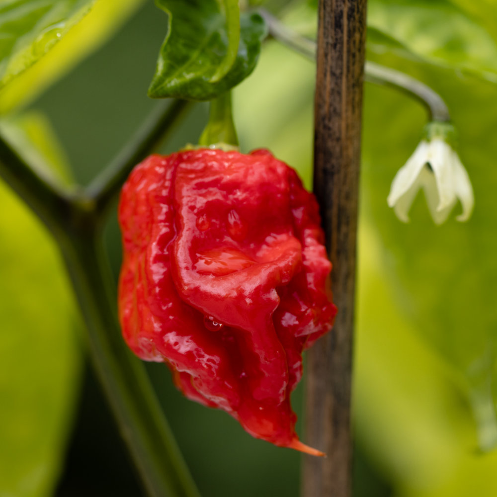 Carolina Reaper Chilli Pepper Seeds Extremely Hot Vegetable Seeds for ...