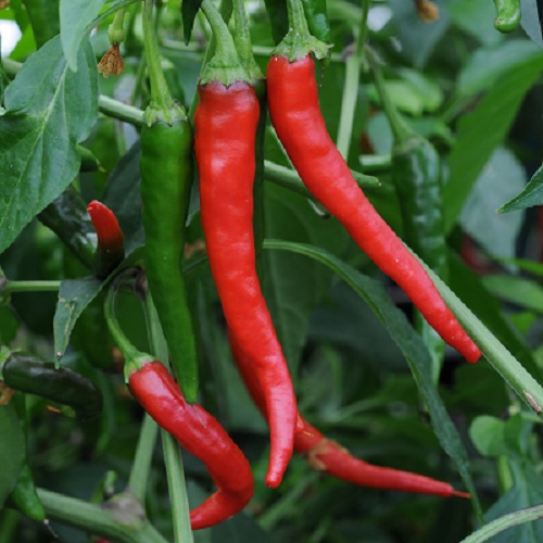 Chilli Cayenne Red Seeds Hot Chilli Pepper Vegetable Seeds for Growing
