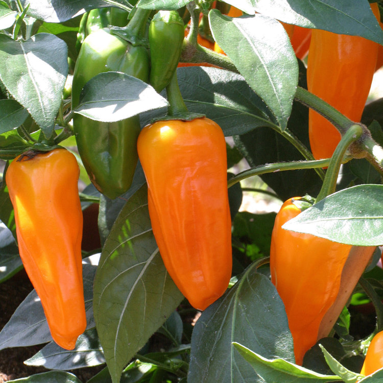 Chilli Orange Spice Seeds Hot Orange Chilli Pepper Variety for Growing