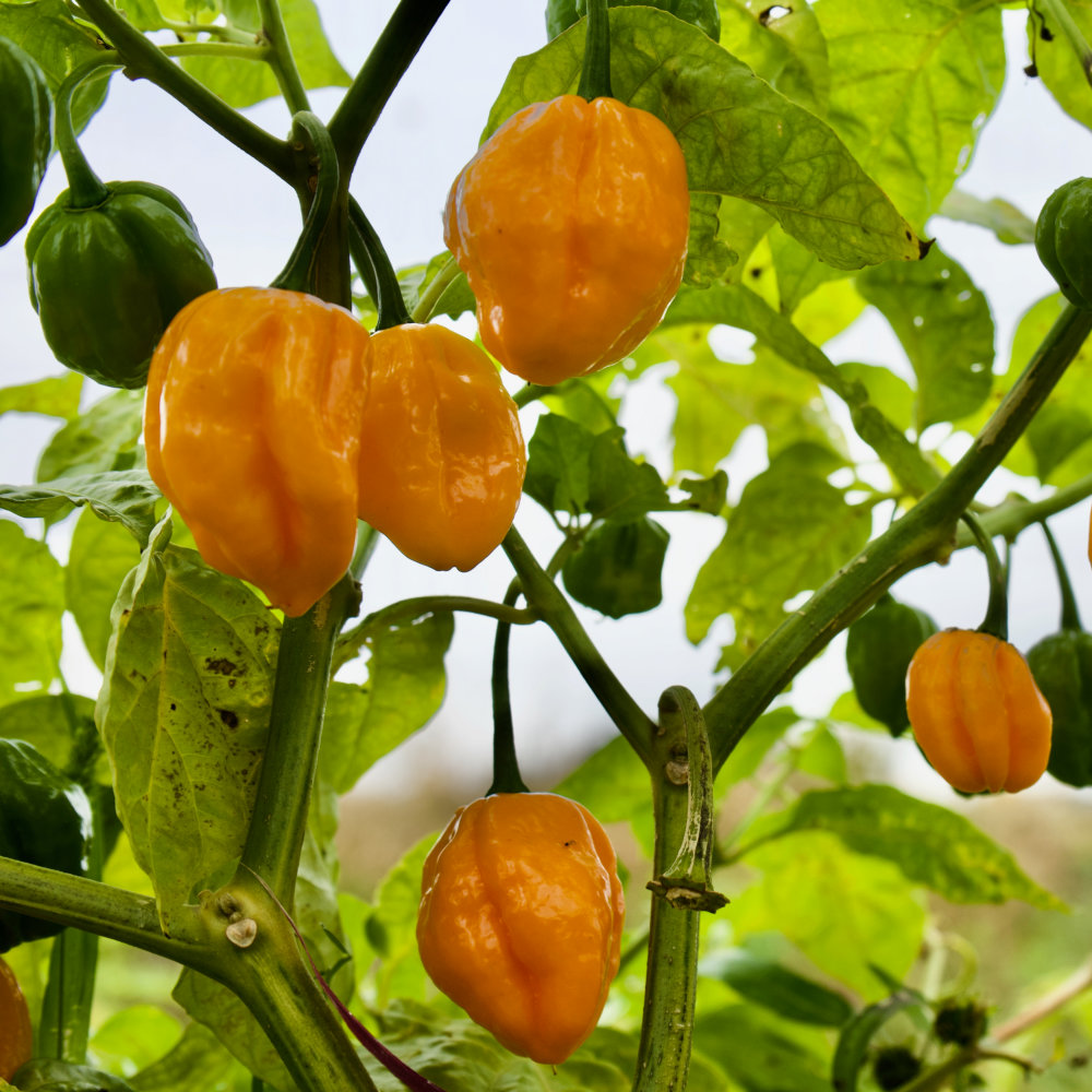 Chilli Habanero Orange Seeds Hot Chilli Pepper for Growing Vegetable Garden