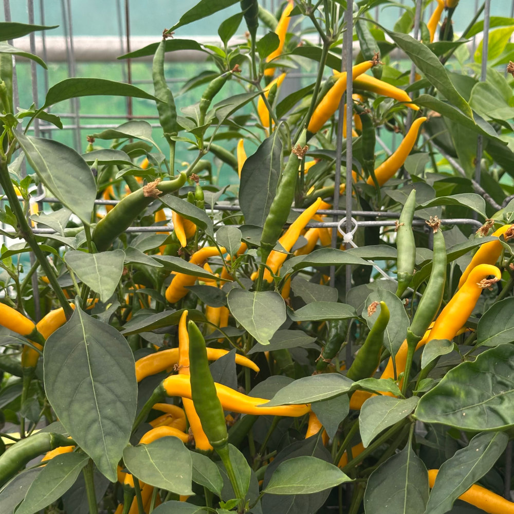 Chilli Kristian Seeds Hot Chilli Pepper Variety for Growing Indoors or ...