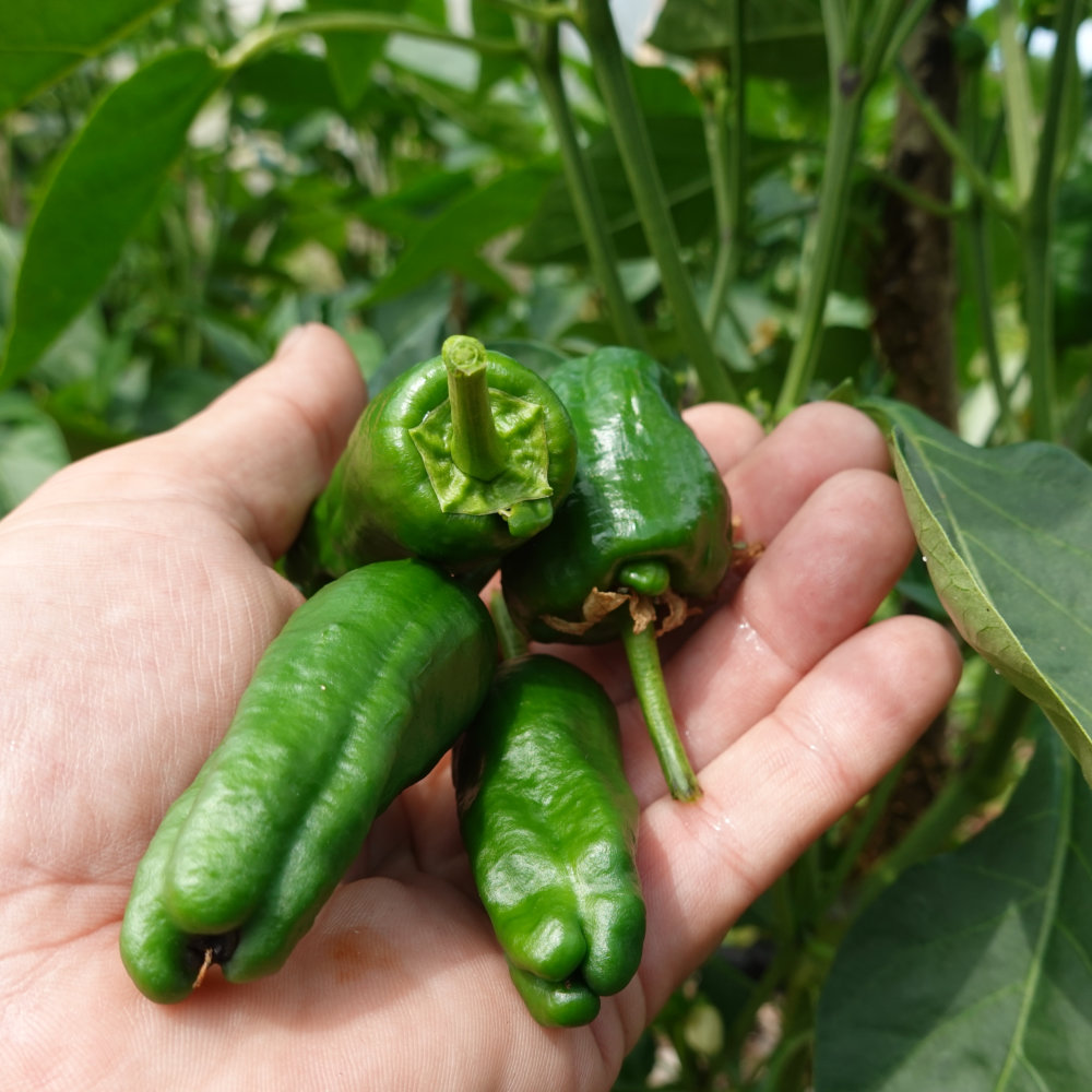 Chilli Padron Seeds Mild Spanish Tapas Pepper Vegetable Seeds UK