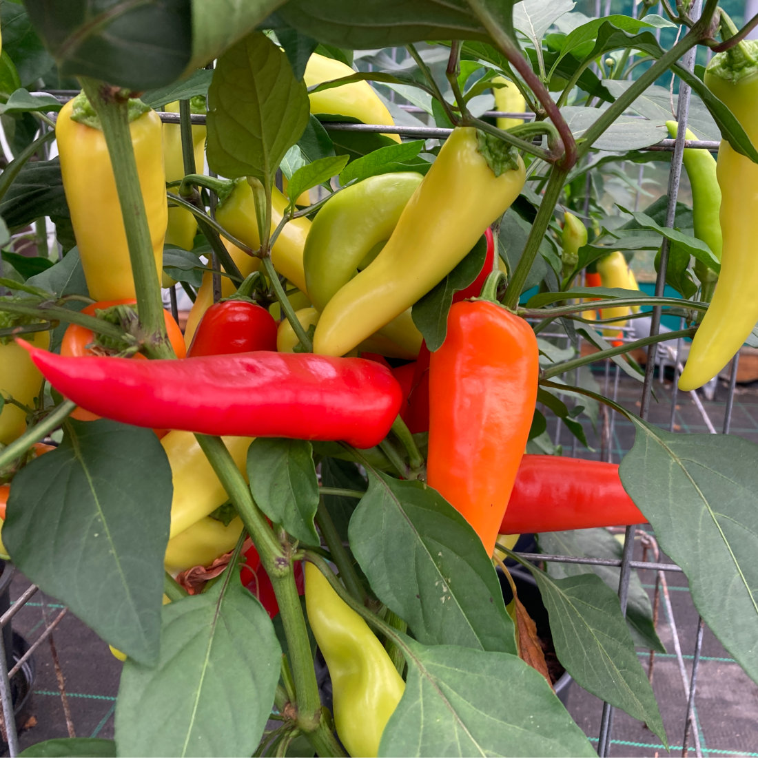 Chilli Srilanus Seeds Hot Chilli Pepper Variety for Growing at Home
