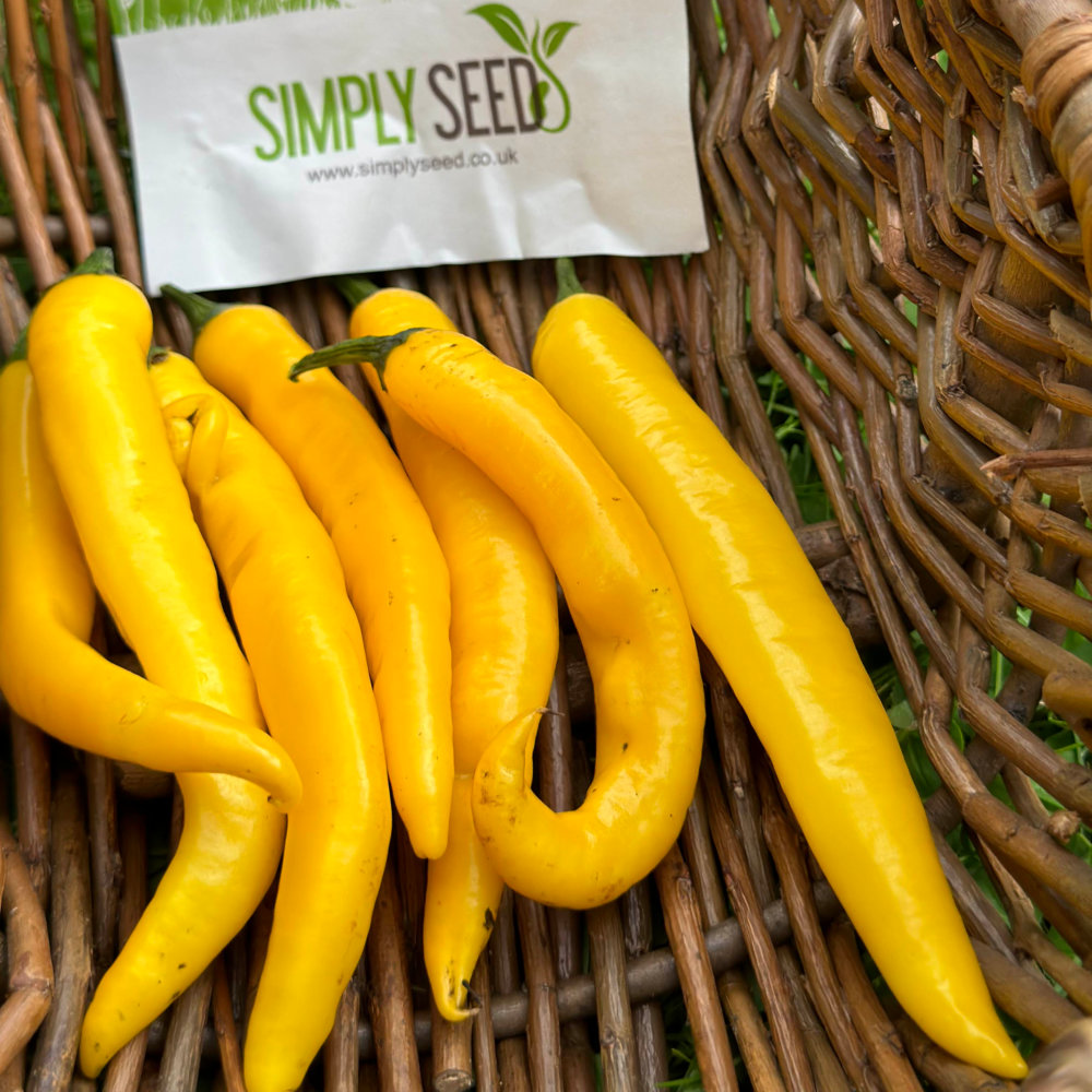 Chilli Pepper Seeds Radiance Yellow
