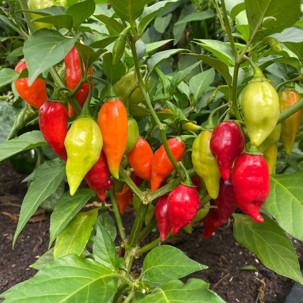 Chilli Raging Bull Seeds Hot Chilli Pepper for Greenhouse and Outdoor ...