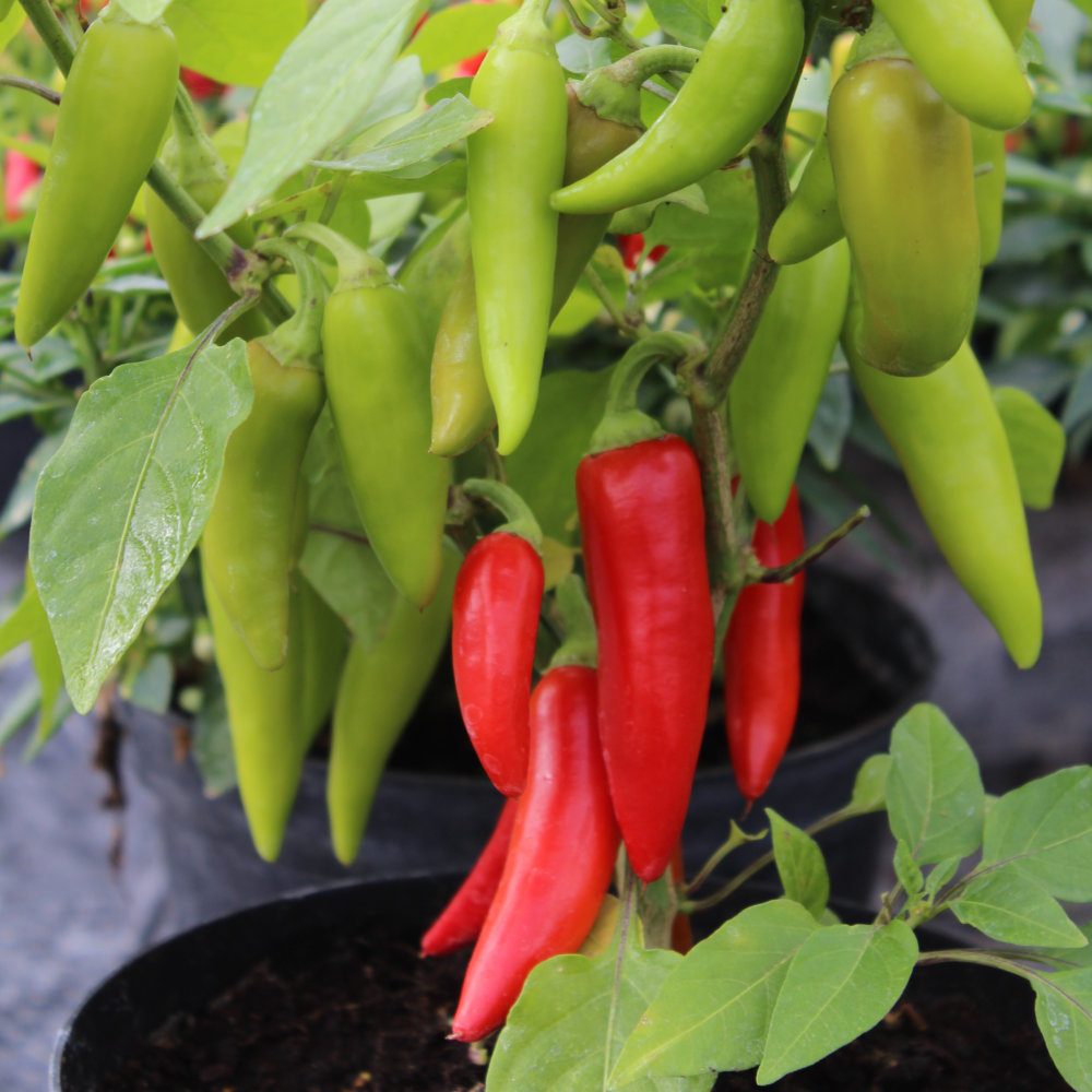 Chilli Sizzler Seeds Hot Chilli Pepper Variety For UK Vegetable Gardens