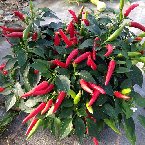 Patio Chilli Seeds Collection