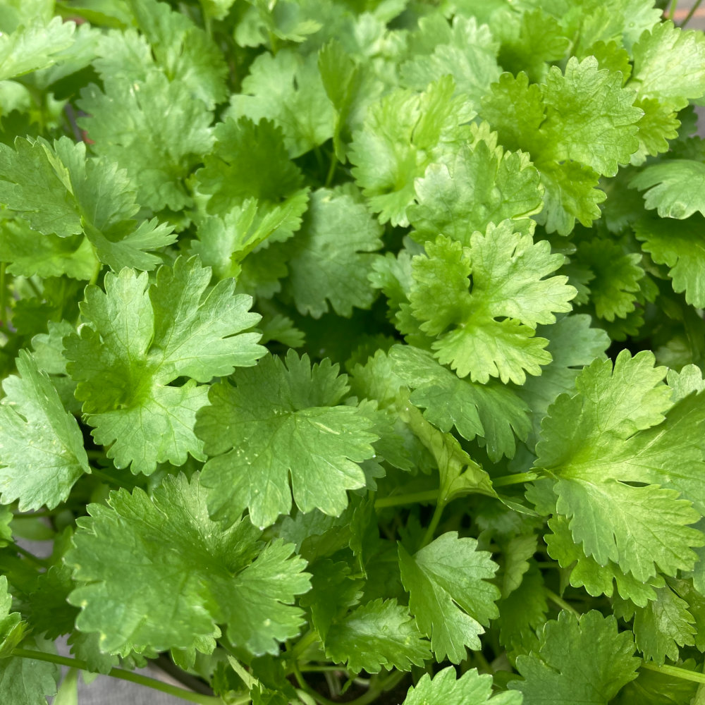 Coriander Cruiser Herb Seeds for Leaf and Seed Production UK Gardeners