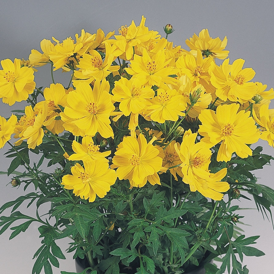 Cosmos Cosmic Yellow Flower Seeds compact yellow cosmos for vibrant borders