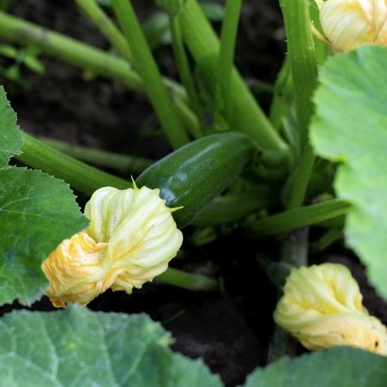 Courgette Ambassador Seeds High Yield Early Crop Vegetable Packet