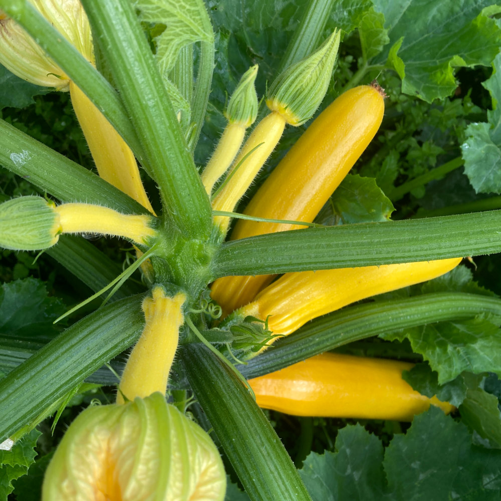 Yellow Courgette Seeds Atena