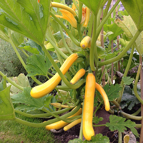 Courgette Shooting Star Seeds Climbing Yellow F1 Vegetable Variety