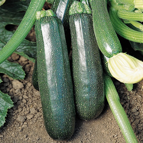 Courgette Sure Thing Seeds High Yield Reliable F1 Variety for UK Gardens