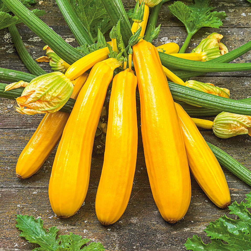 Courgette Yellow Star Seeds | Yellow Scallop Summer Squash Variety