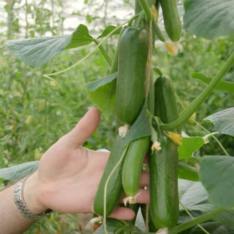 Cucumber Party Time Seeds for Outdoor Growing High Yield Early Crop