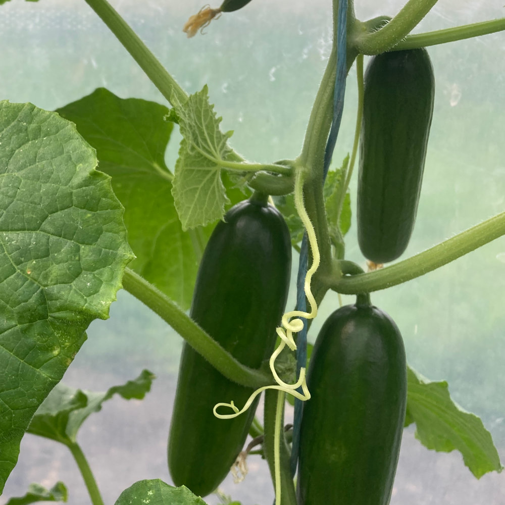 Cucumber Snack Mini Cucumber Seeds for High Yield Home Growing