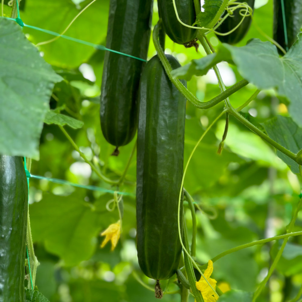 All Female F1 Cucumber Seeds Vista