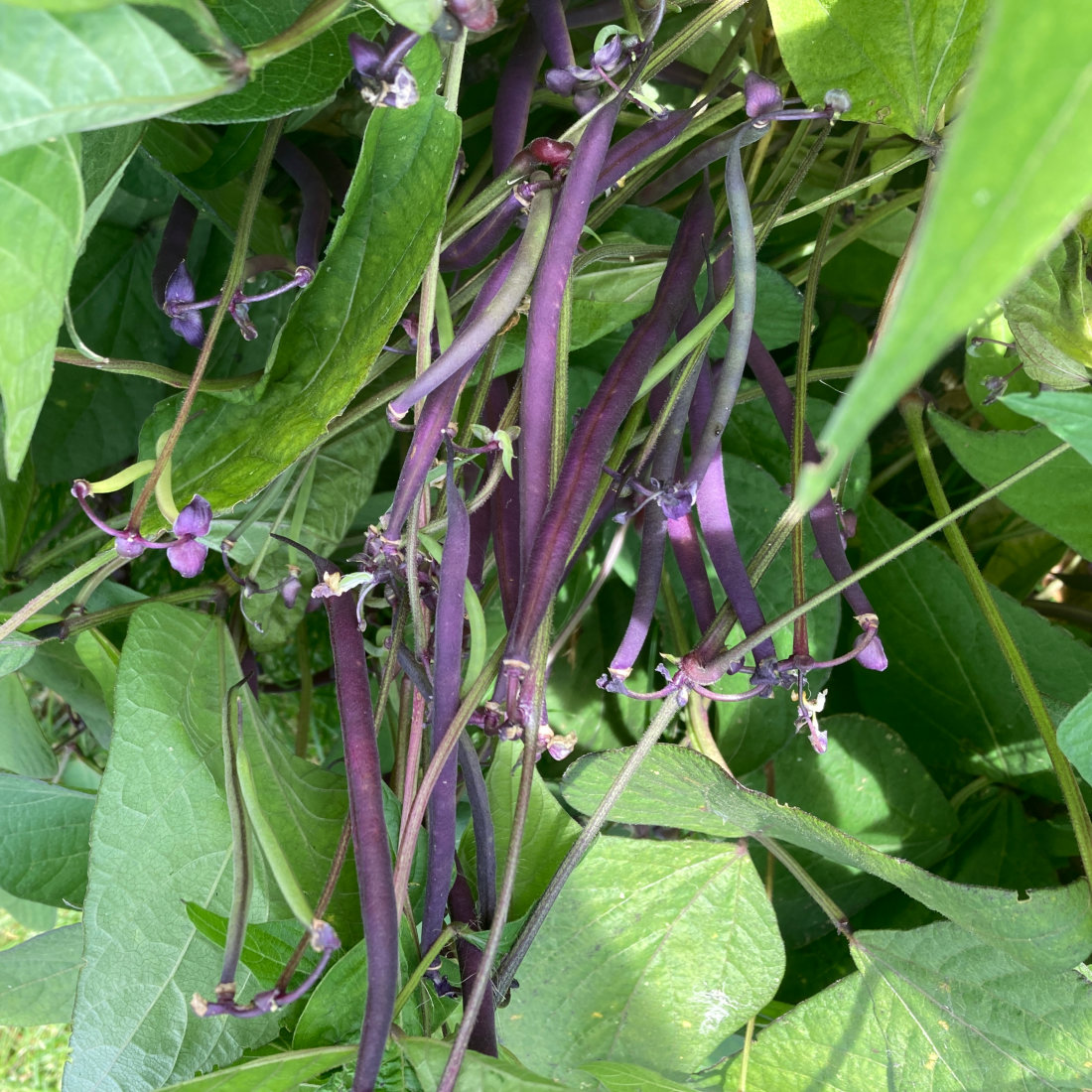 French Bean Celine seeds high yielding stringless green beans for UK ...