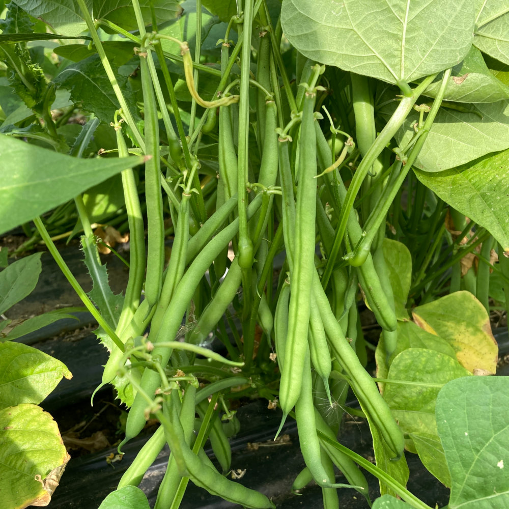 French Bean Harrison Seeds Climbing Green Beans High Yield UK Gardening
