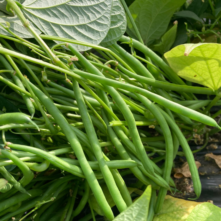 French Bean Elba Seeds Dwarf French Bean Vegetable Seeds Online