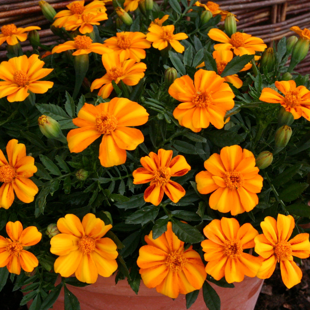 Marigold Bambino Flower Seeds Dwarf French Variety Compact Bedding Plant