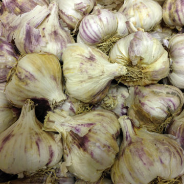Garlic Bulbs for Planting - Softneck - Garland Purple