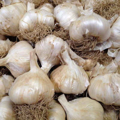 Garlic Bulbs - Solent Wight