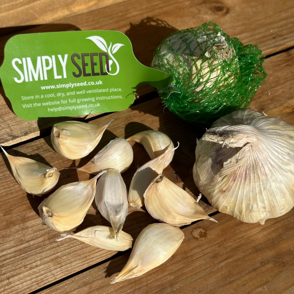 Garlic Bulbs for Planting - Softneck - Garlic Ashmoor White