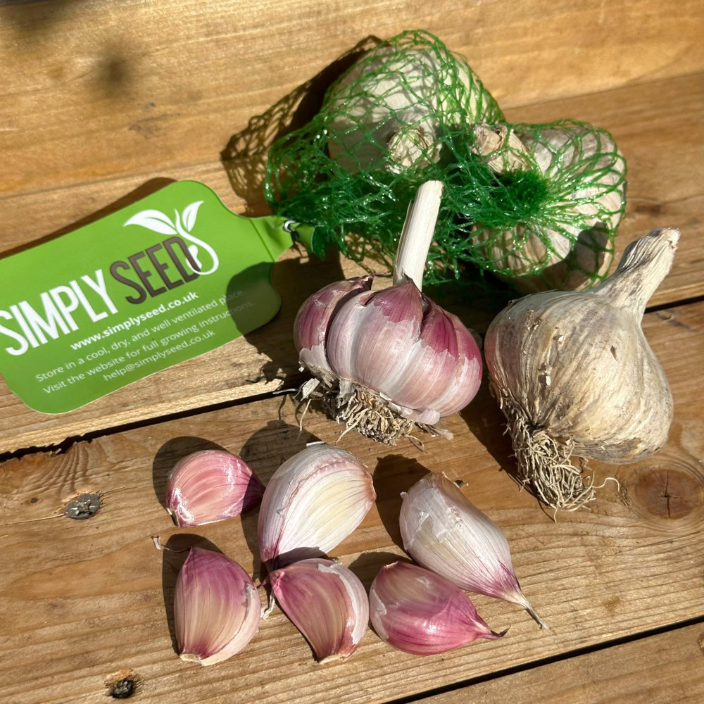 Garlic Bulbs for Planting - Softneck - Garland Purple
