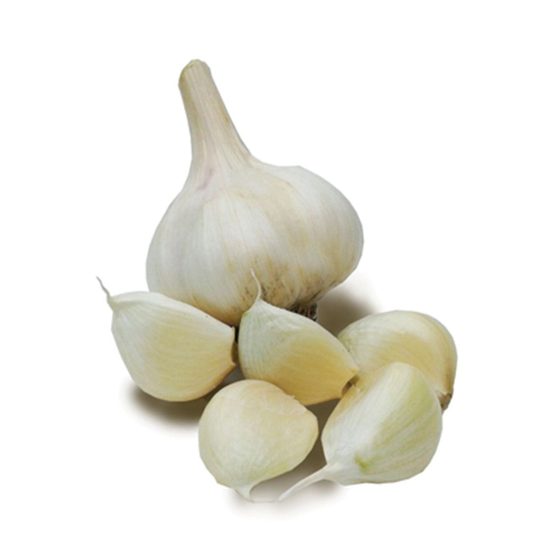Garlic Bulbs for Planting - Hardneck - Carcassonne Wight