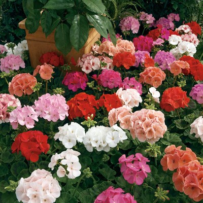 Geranium Seeds F1 Mixed Flower Seeds for Bedding and Containers