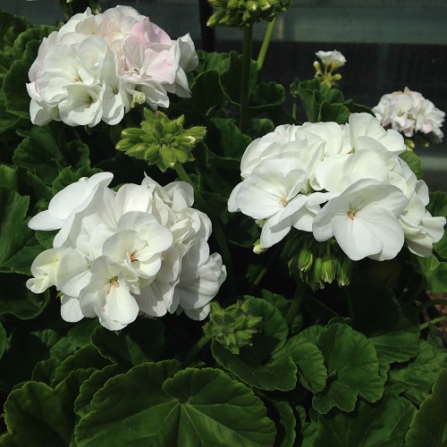 White Geraniums - Seeds - Variety: Horizon